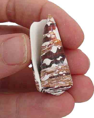 Polymer flattery – Polymer Clay Daily